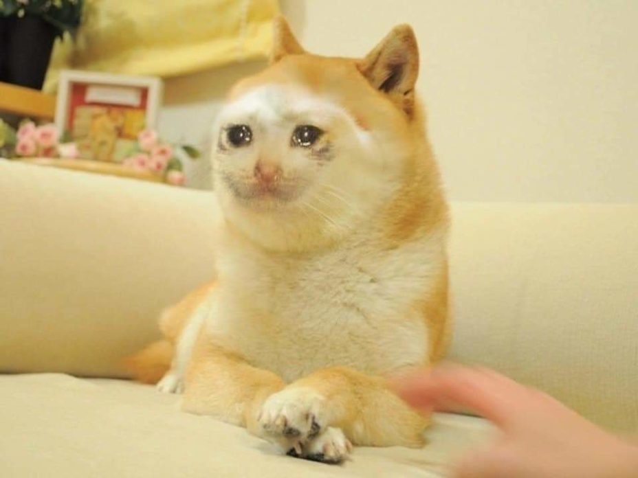 Doggo Meme Templates - Exclusive collection - Get Meme Templates