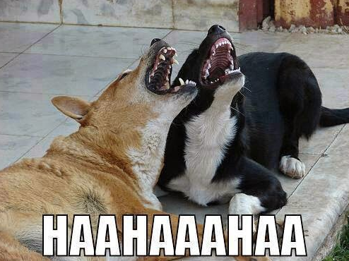 100+ Funny Comment Templates