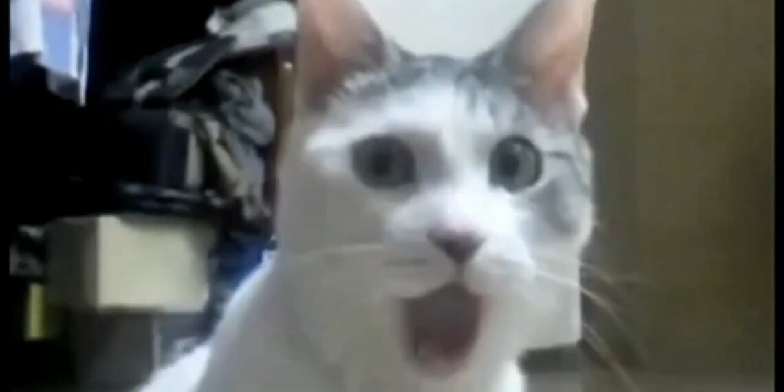 Shocking Reaction Video Clips For Youtube Video Editing Shocking ...