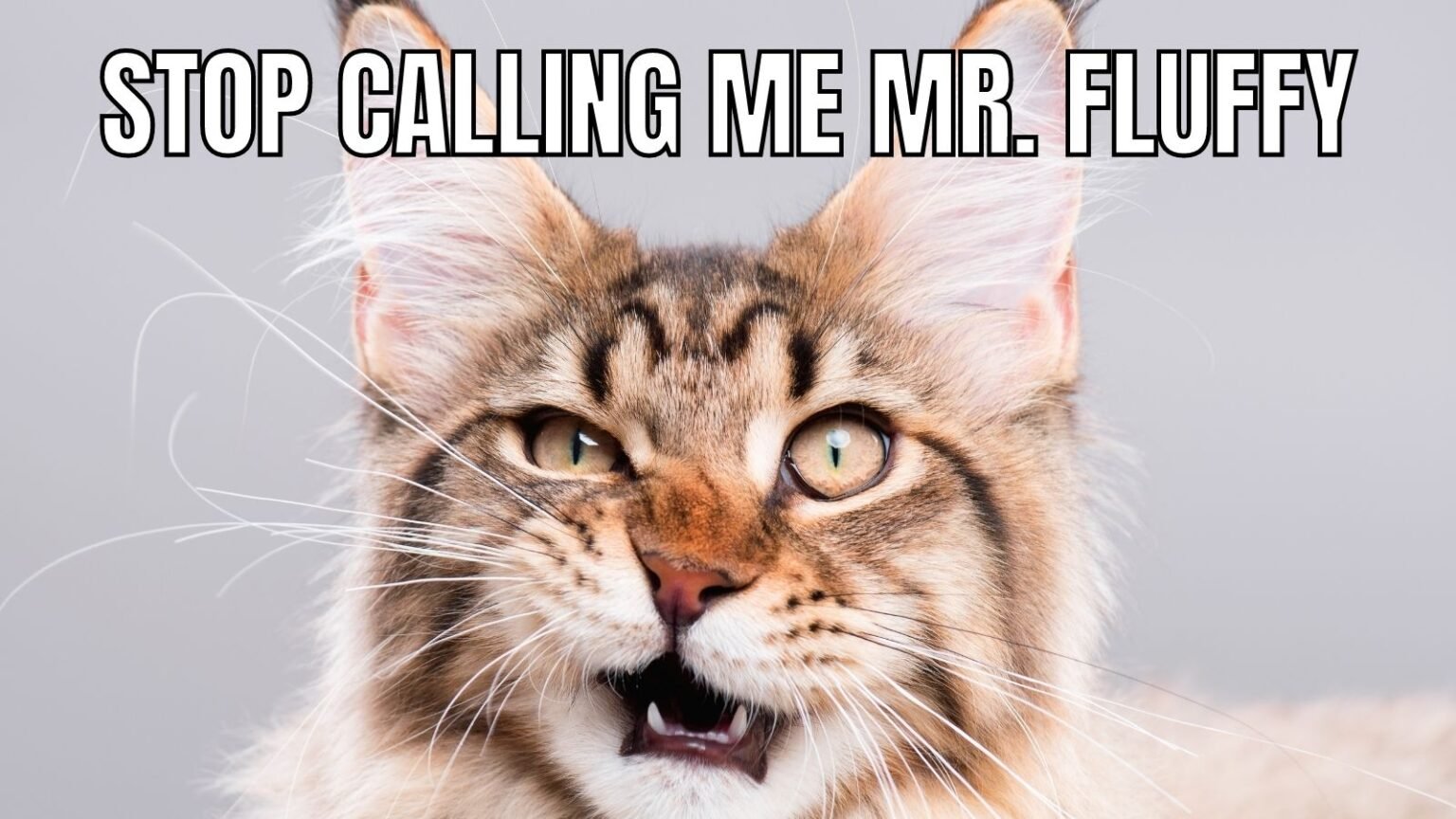 Cat Meme Face Meme Download