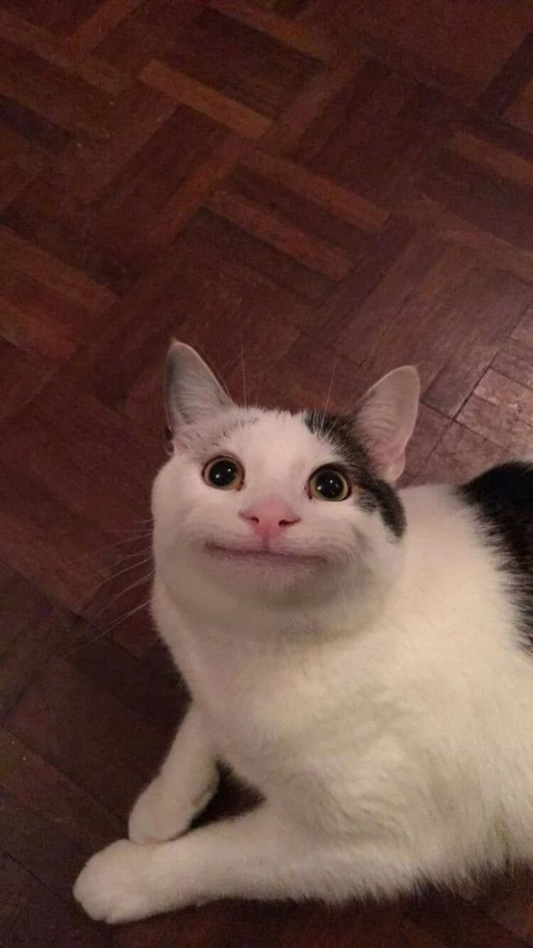 Cat Meme Face Meme Download