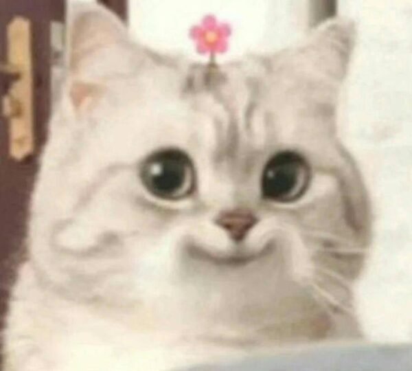 Cat Meme Face Meme Download