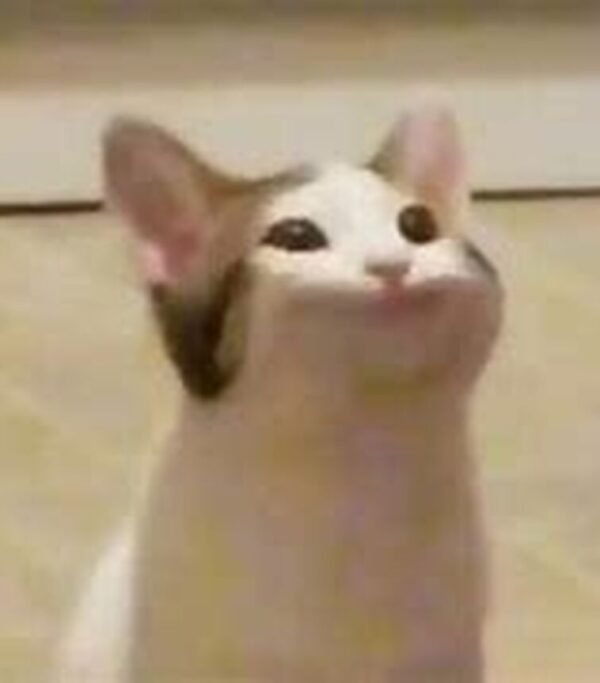 Cat Meme Face Meme Download