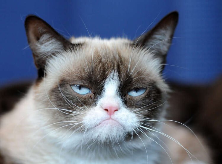 Cat Meme Face Meme Download
