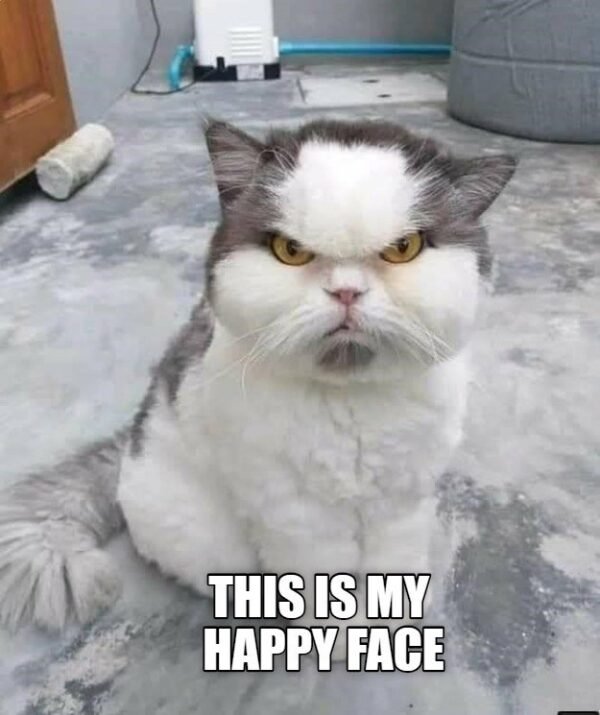 Cat Meme Face Meme Download