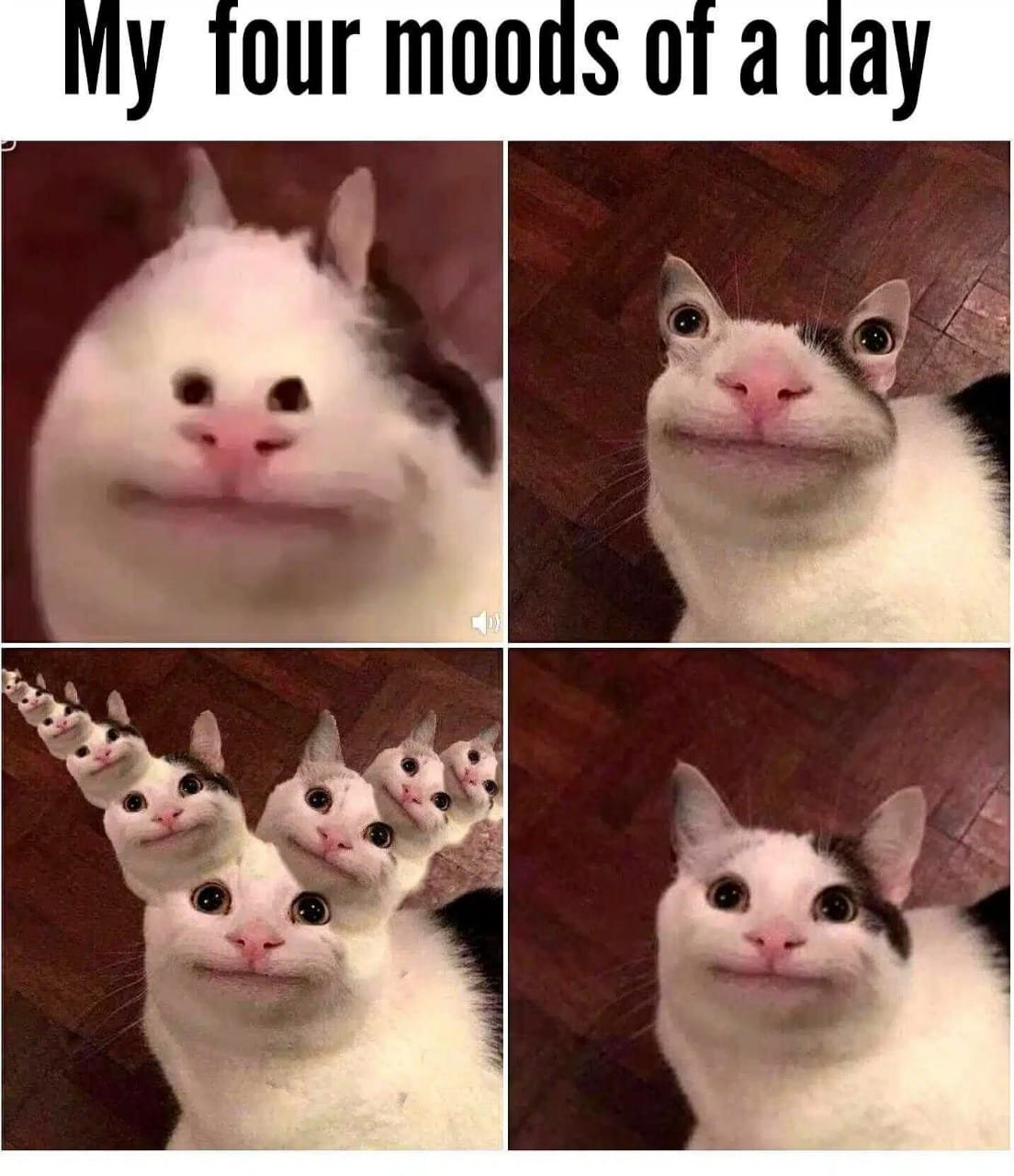 Cat Meme Face Meme Download